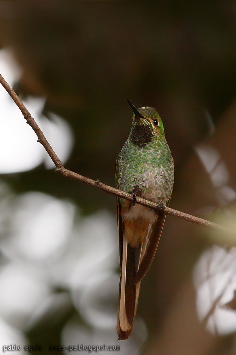 mis fotos de aves: Sappho sparganurus Picaflor Cometa Red-tailed Comet
