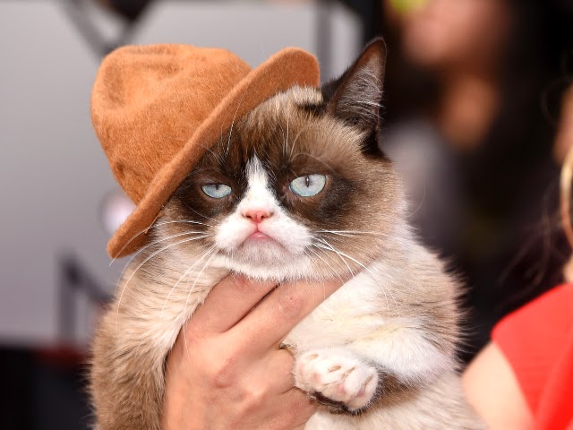 Buka Minda: Kucing Berwajah Masam (Grumpy Cat)