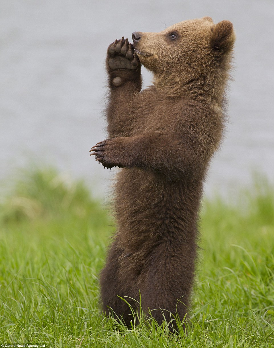 White Wolf : Baby Bear Performs a Spontaneous Dance Routine in Wild Sweden