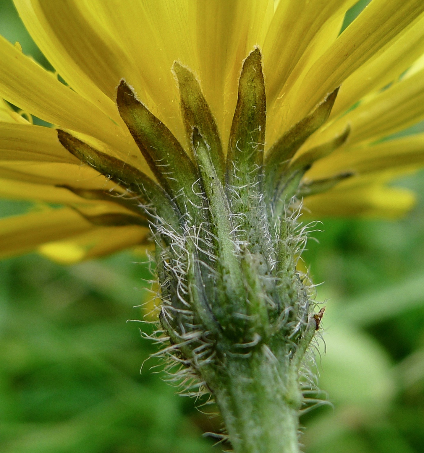 Violets and others: Rough Hawkbit vs Lesser Hawkbit Phyllaries.