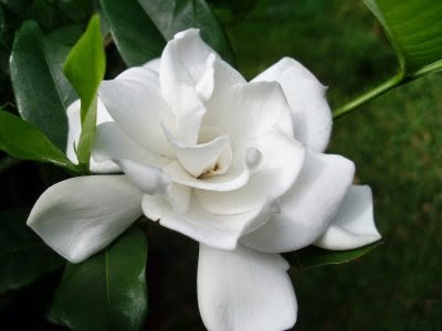 Jejak Pendapat: PUTRI MELATI DARI SUNDA