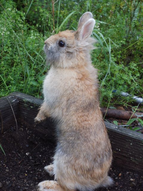 Sandra The Free Range Superbunny: Bunny In The Garden