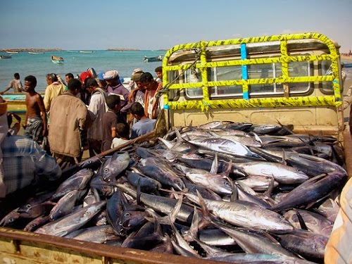 Ribuan Ikan Tuna Mendarat Di Pantai Jeddah, Arab Saudi