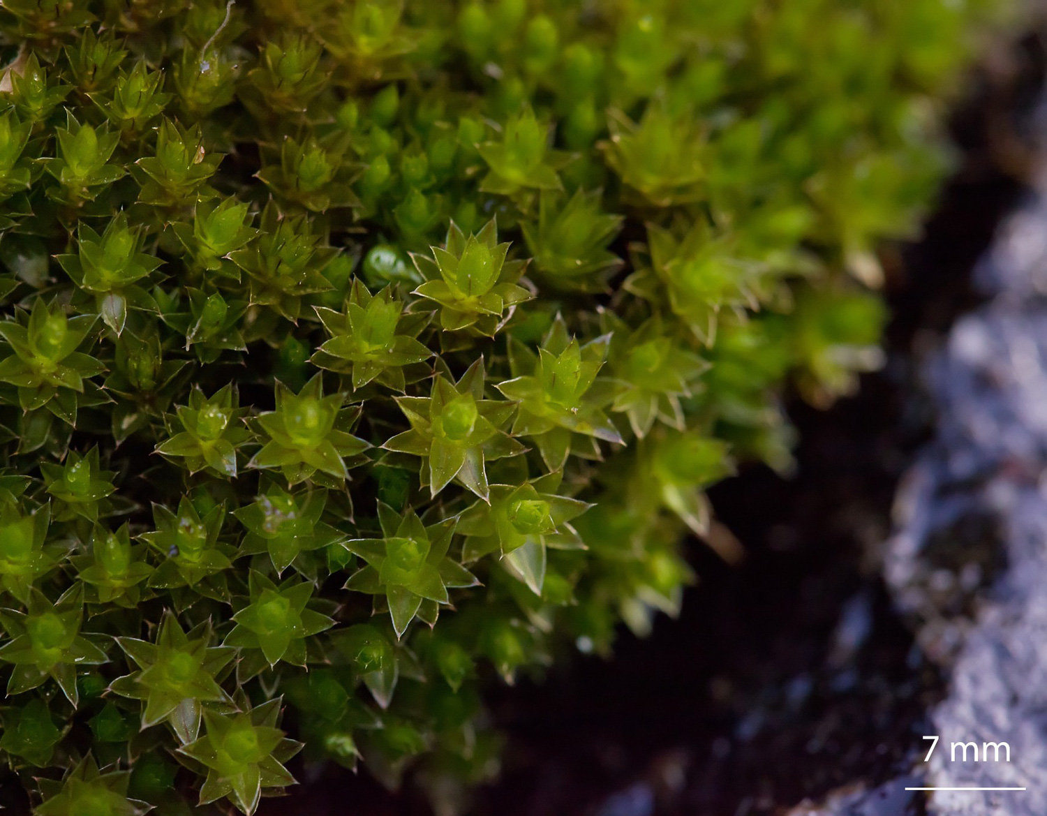 Proyecto Musgo: Bryum pseudotriquetrum