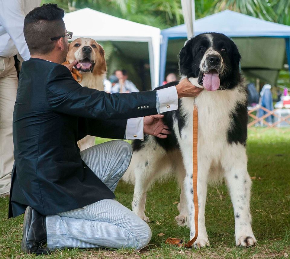 * CLUB CANINO DEL ESTADO ARAGUA *: Perro mucuchíes: Raza canina oficial ...