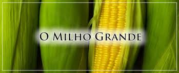 JORNAL R 7ª: O milho grande