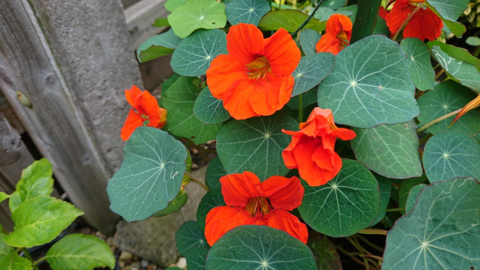 How to grow nasturtiums