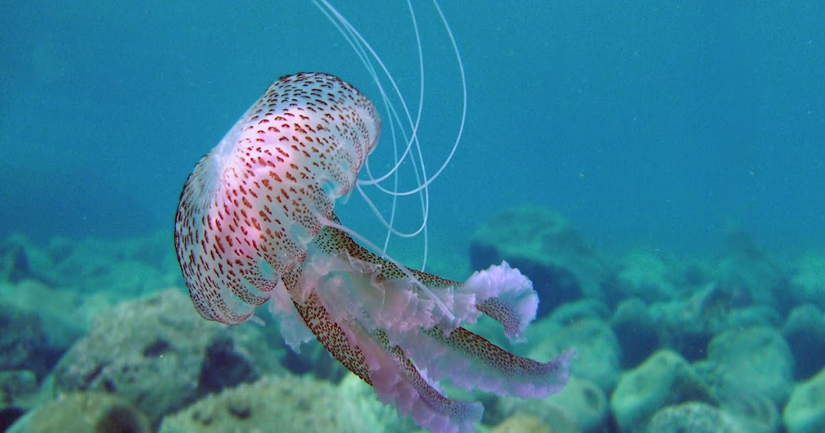 Schéma: Classifcation des invertébrés