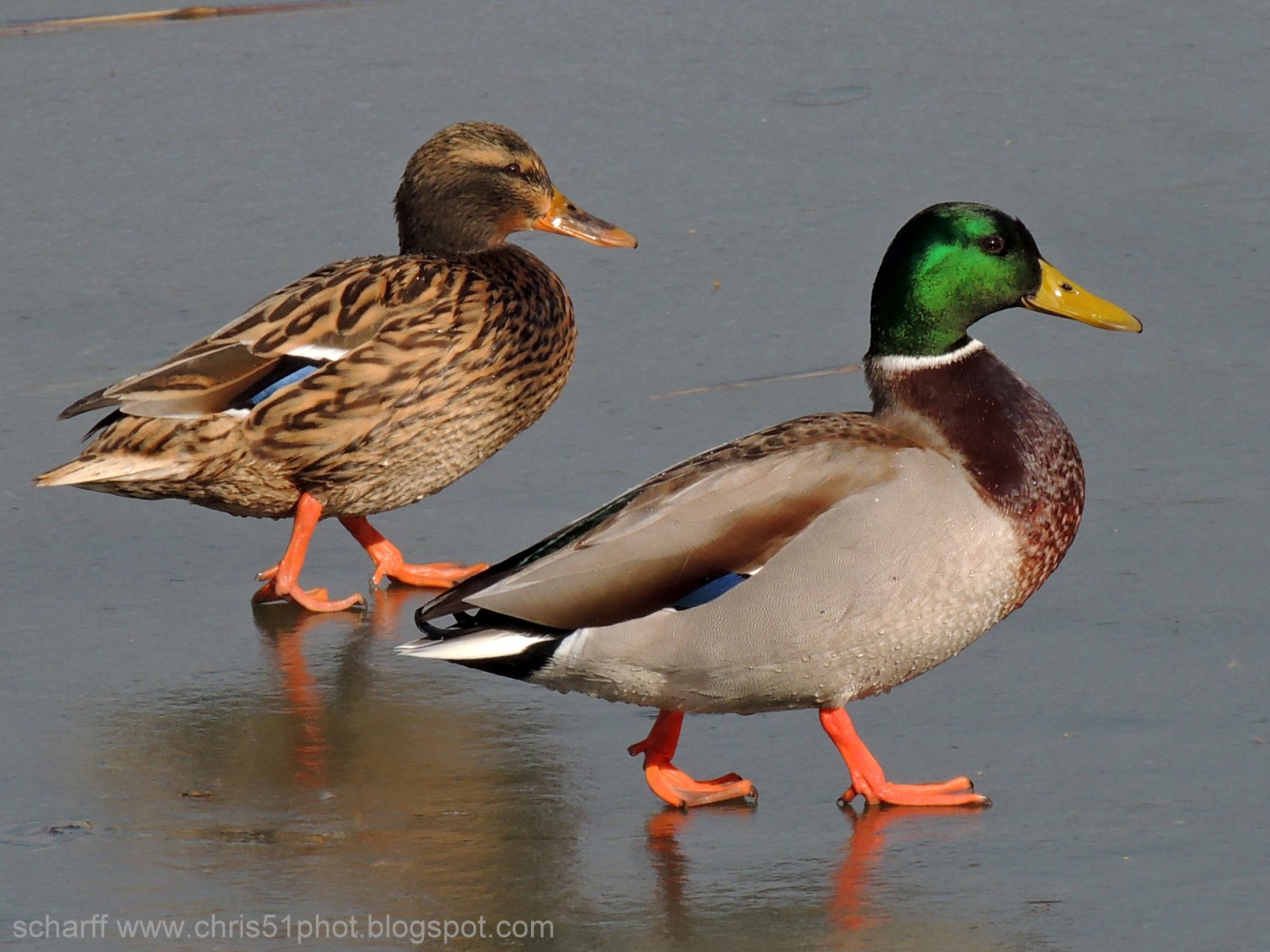 photosnature et pol: couple de colverts (promenade sur la glace)