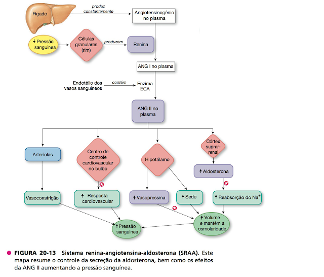 Sistema renina-angiotensina-aldosterona (SRAA)