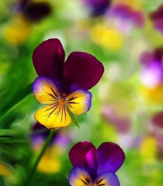 Beautiful flowers hd pic | Amazing Flowers for Wallpaper. - Wallpaper ...