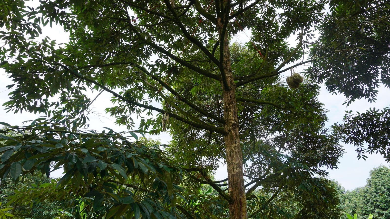 Berita TV Malaysia: Petani siam juga melukakan batang pokok untuk ...