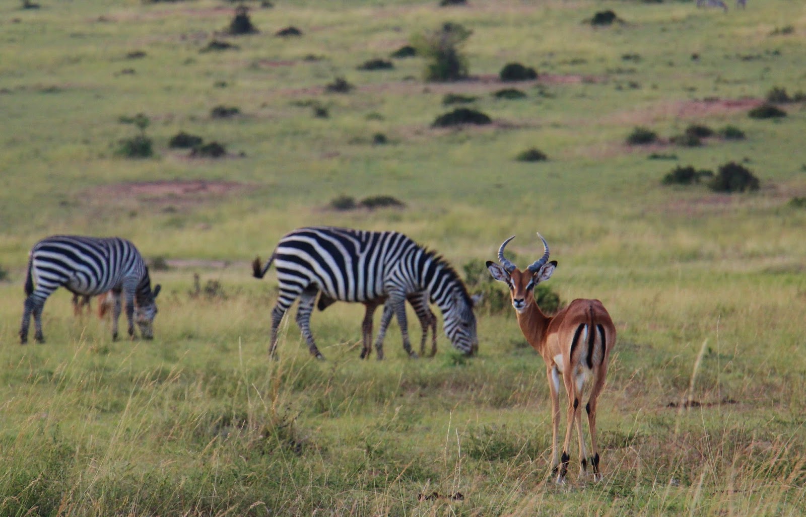 Notes From Kenya: MSU Hyena Research: Mara’s Cutest Tuckus