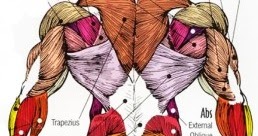 Latihan Membentuk Otot Punggung Terbaik | Mulia Fitness