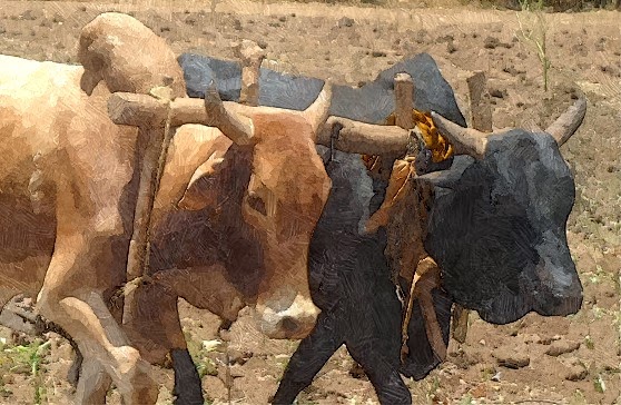 Faithful Resources for all Christian: Take my yoke upon you and learn ...