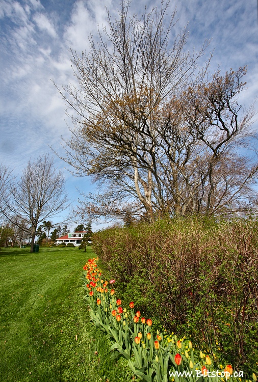 Bitstop: Spring in Bowring Park