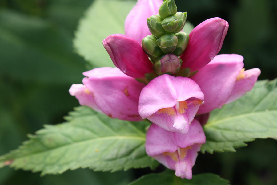 Seminte si plante de gradina hobby: Chelone obliqua