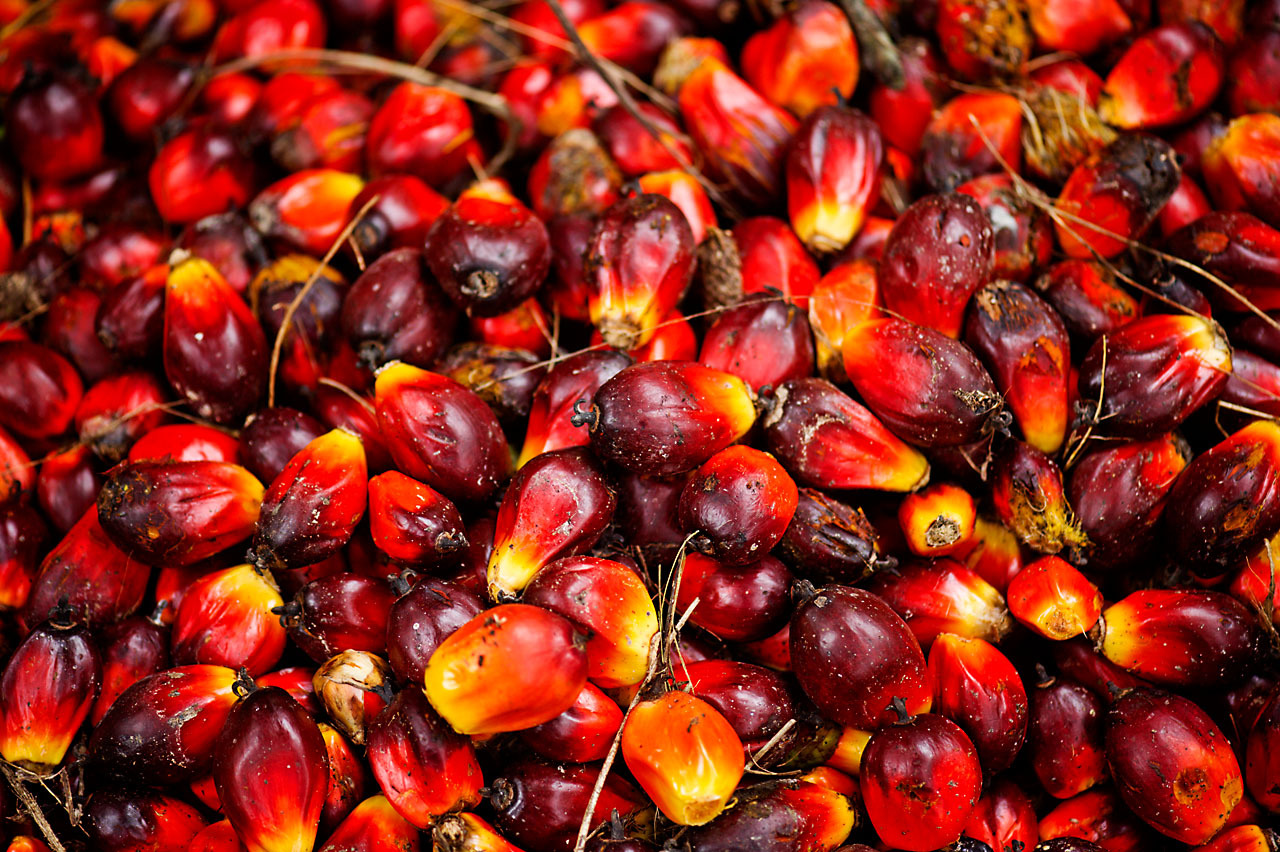 All about Palm Oil: Oil Palm Plantation and Production in Malaysia