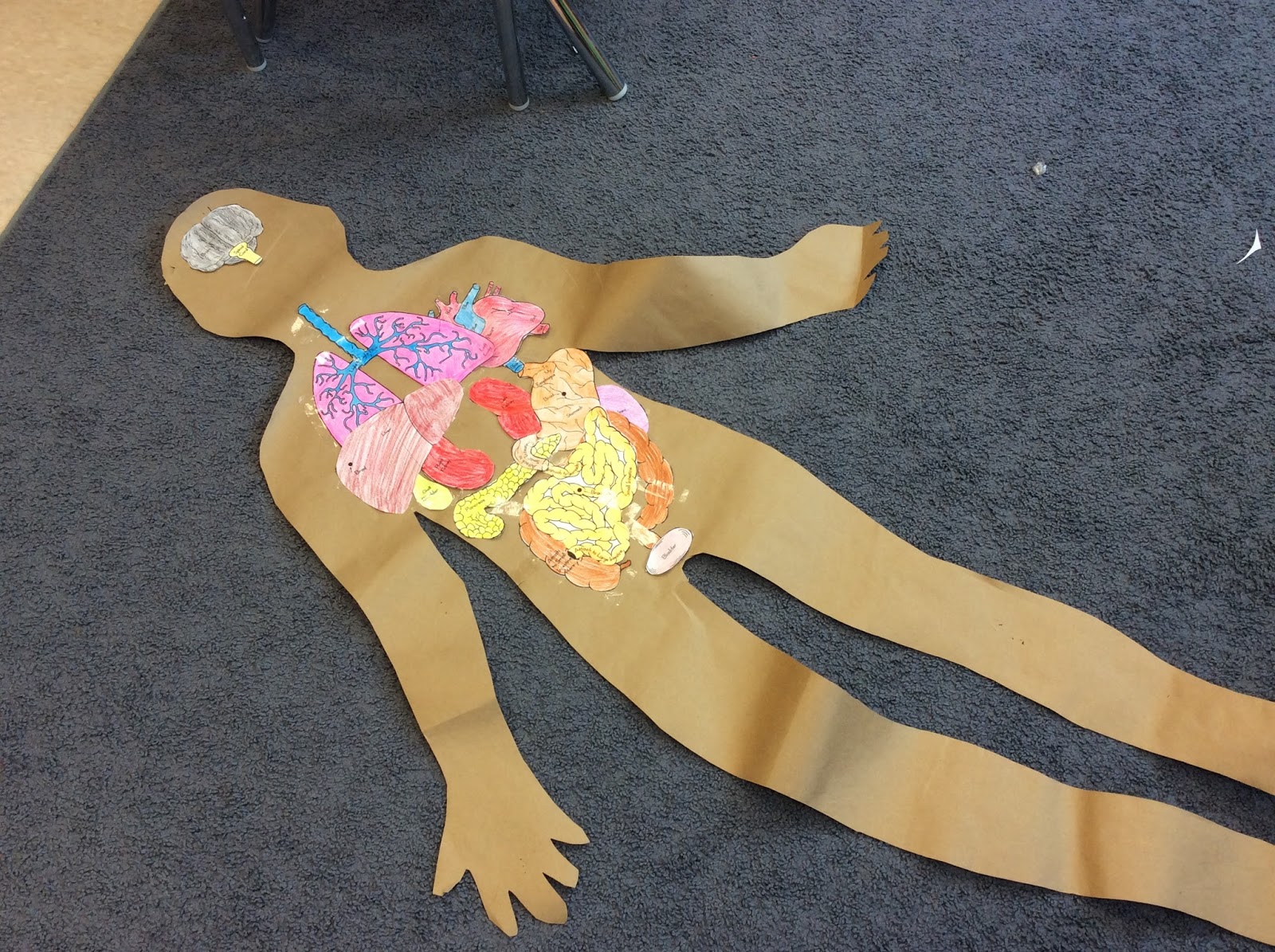 Ms Rashid: Human Organ Systems - Lesson #2