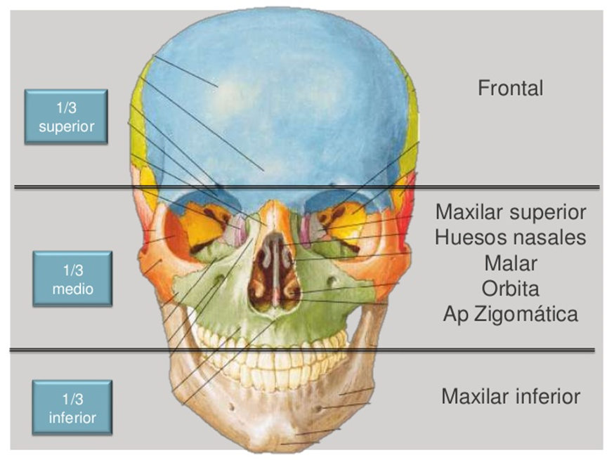 Cara: Anatomía y patologías características observables en Rx, TAC y RM