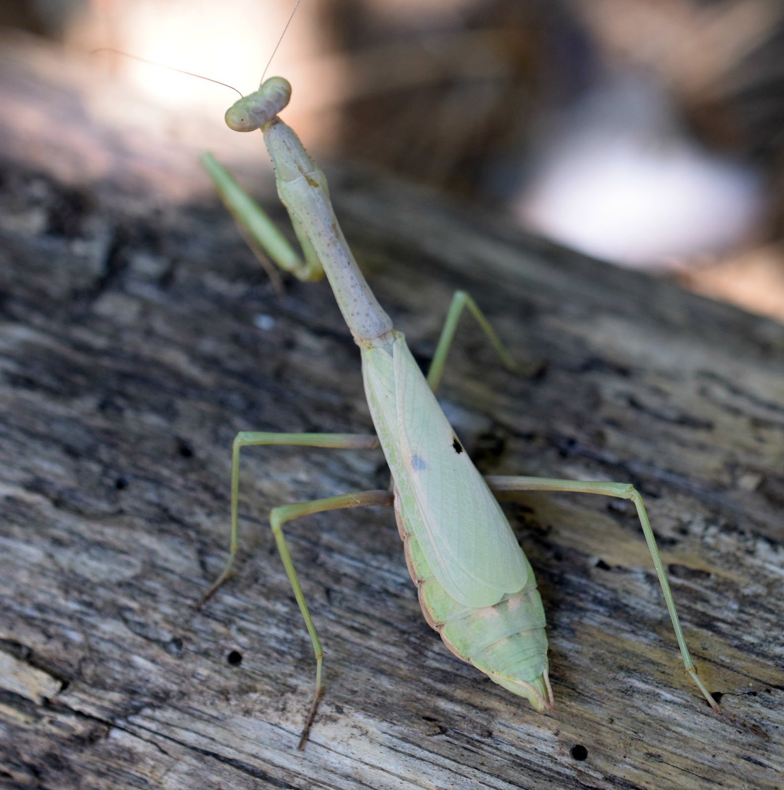 Using Georgia Native Plants: Praying for the Real Thing