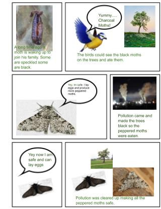 Year Six: The Evolution of the Peppered Moth