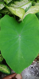 Garden Chronicles : Different Types of Taro - Names & Images