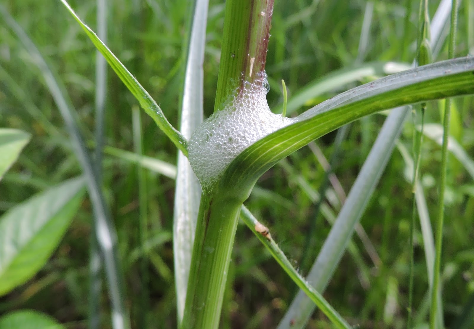 Springfield Plateau: Two-lined Spittlebug