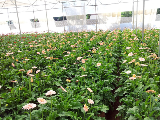 Fresh into Floriculture !!: Latest Pics from the farm