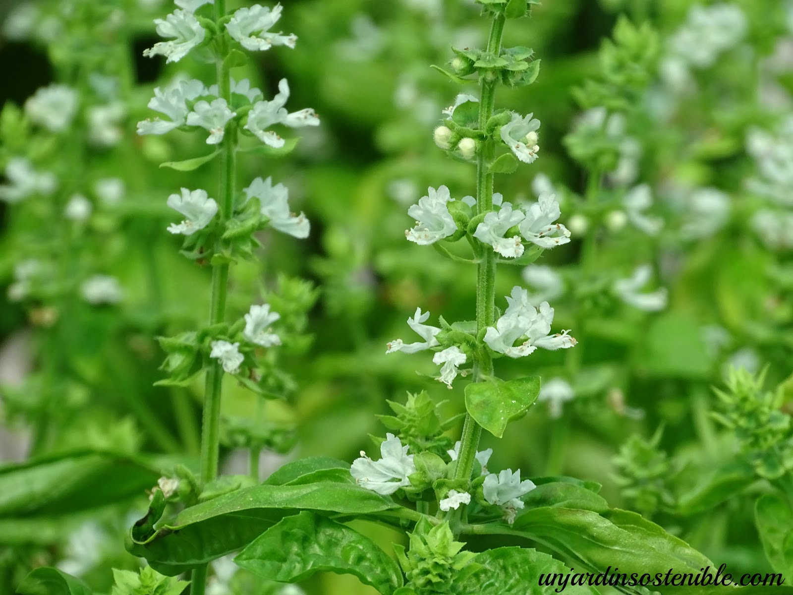 Ocimum basilicum (Albahaca)