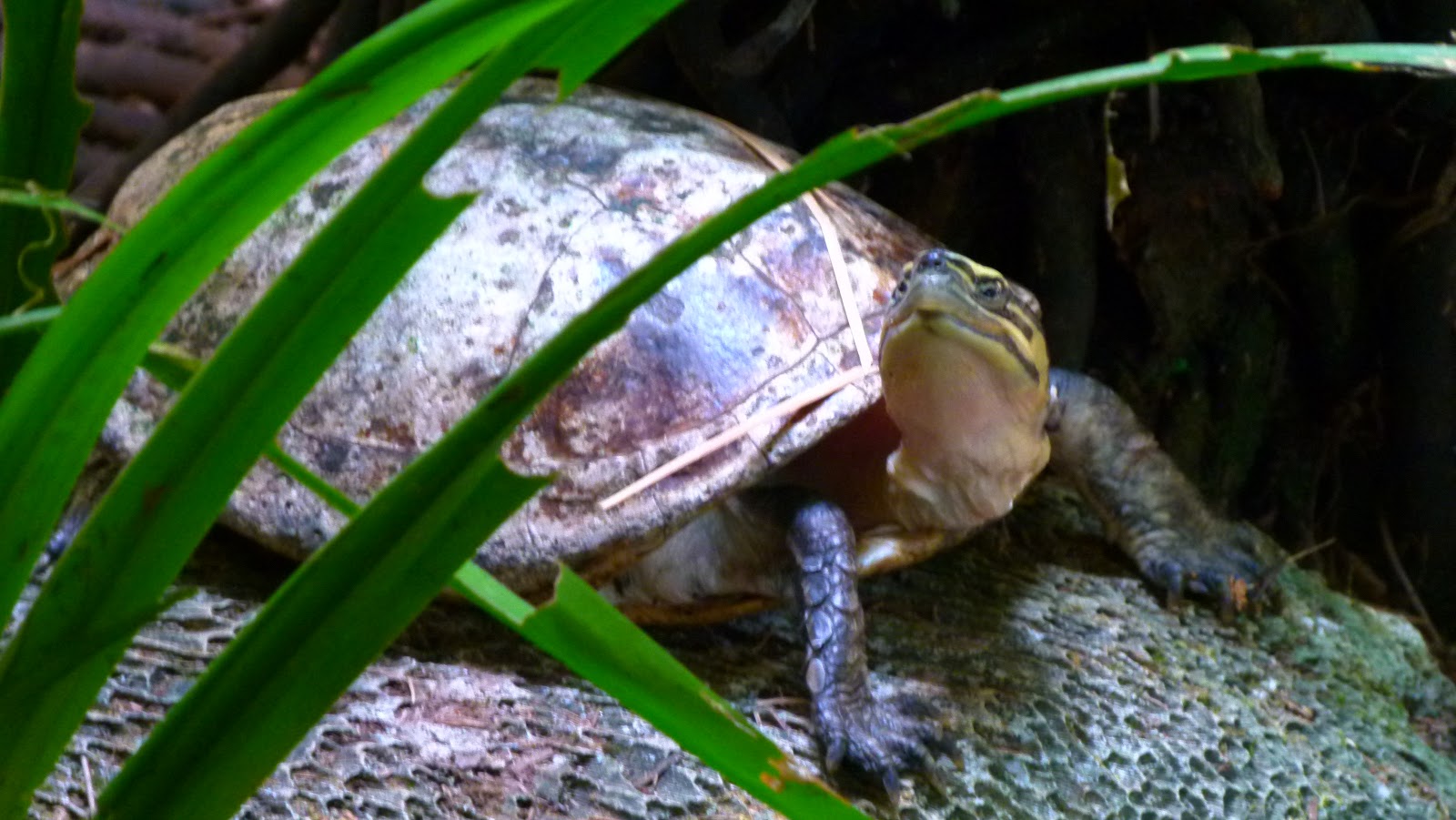 LILIW, LAGUNA - Lakwatserong Tsinelas