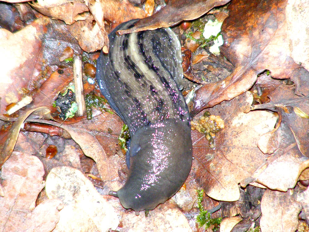 Days on the Claise: Monster Molluscs