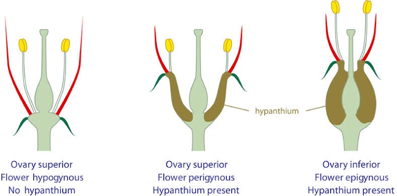 Position of Ovary
