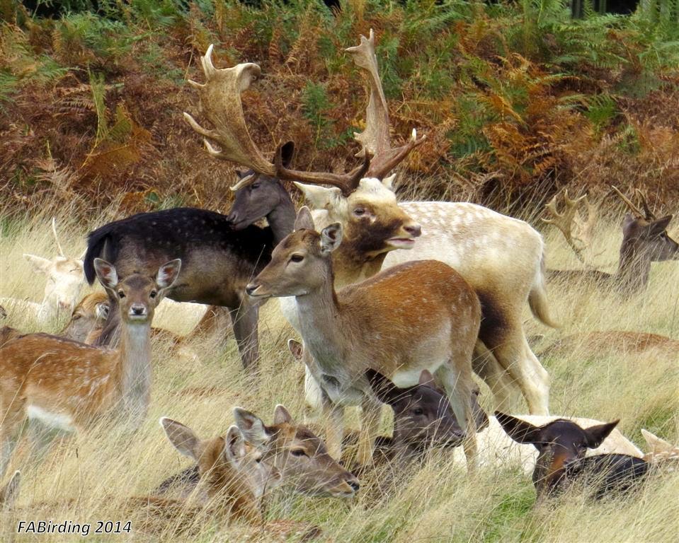 Wildlife Watching with FAB.: Fallow Bucks.