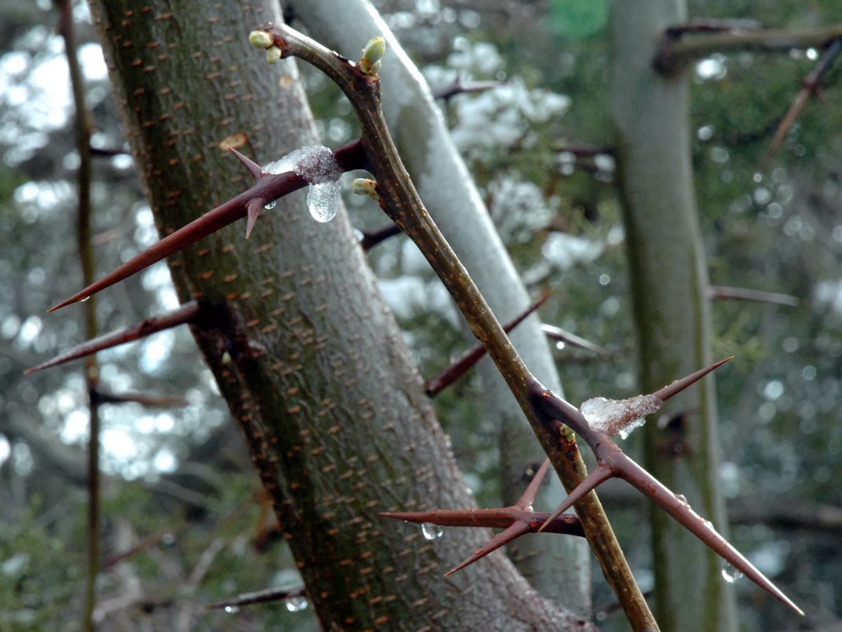 SUCCESS AT CAMBRIDGE ENGLISH PROFICIENCY: Unit 1 – People & places