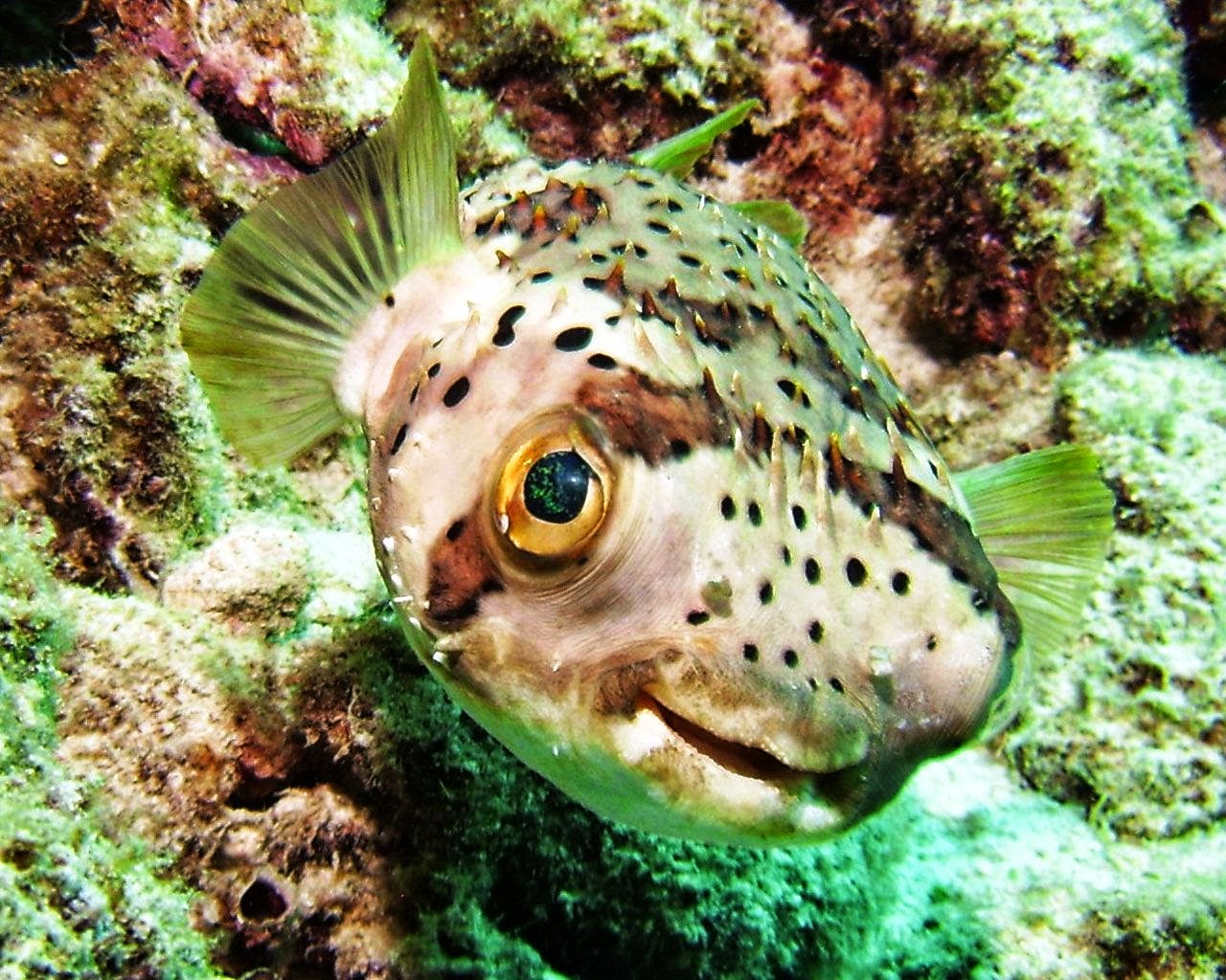 PUFFER FISH photos - wallpapers (ανανεωμένο) | the fun bank