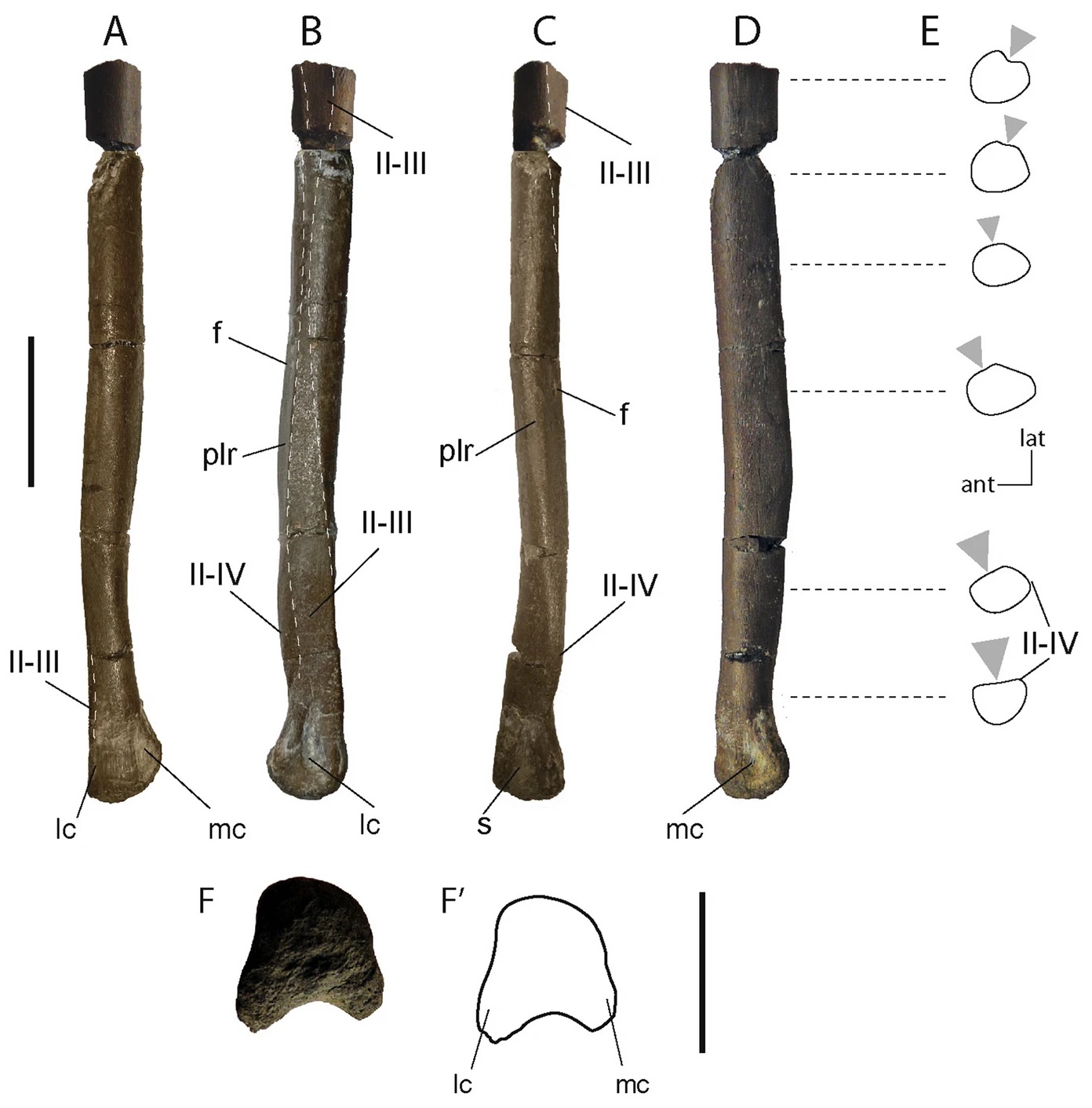 Species New to Science: [Paleontology • 2021] Tamarro insperatus • A ...