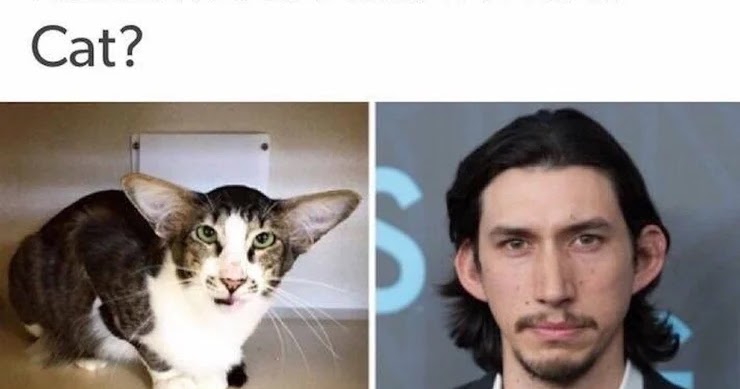 El Descanso del Escriba: El gato de Adam Driver