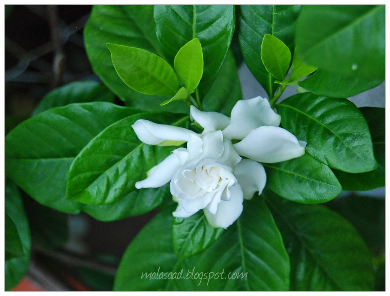 My Green Eye's: Bunga Cina