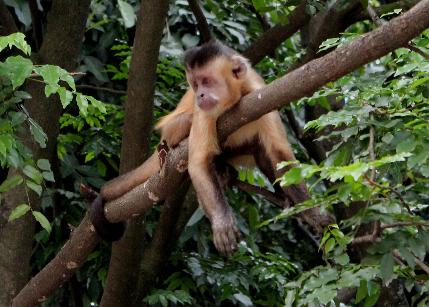 Caliandra do Cerrado: Macacos-prego dentro da mata