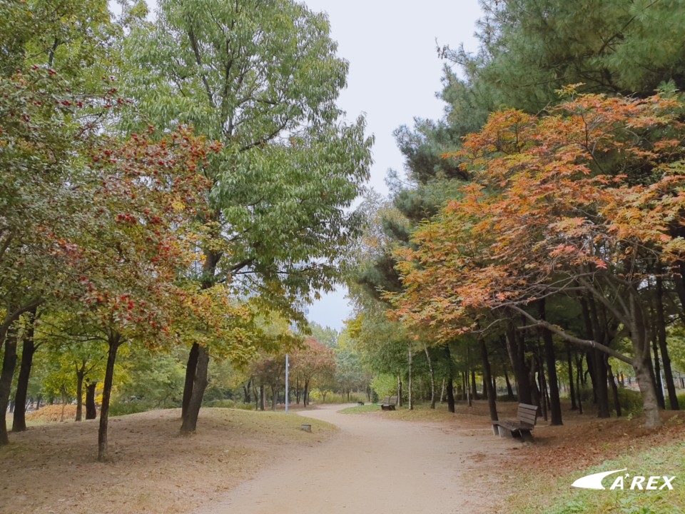 AREX: [Fall Foliage in Seoul] Seoul Forest