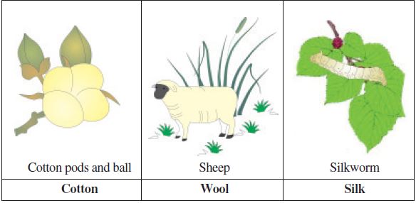 Sources of Fibres and their Classification?