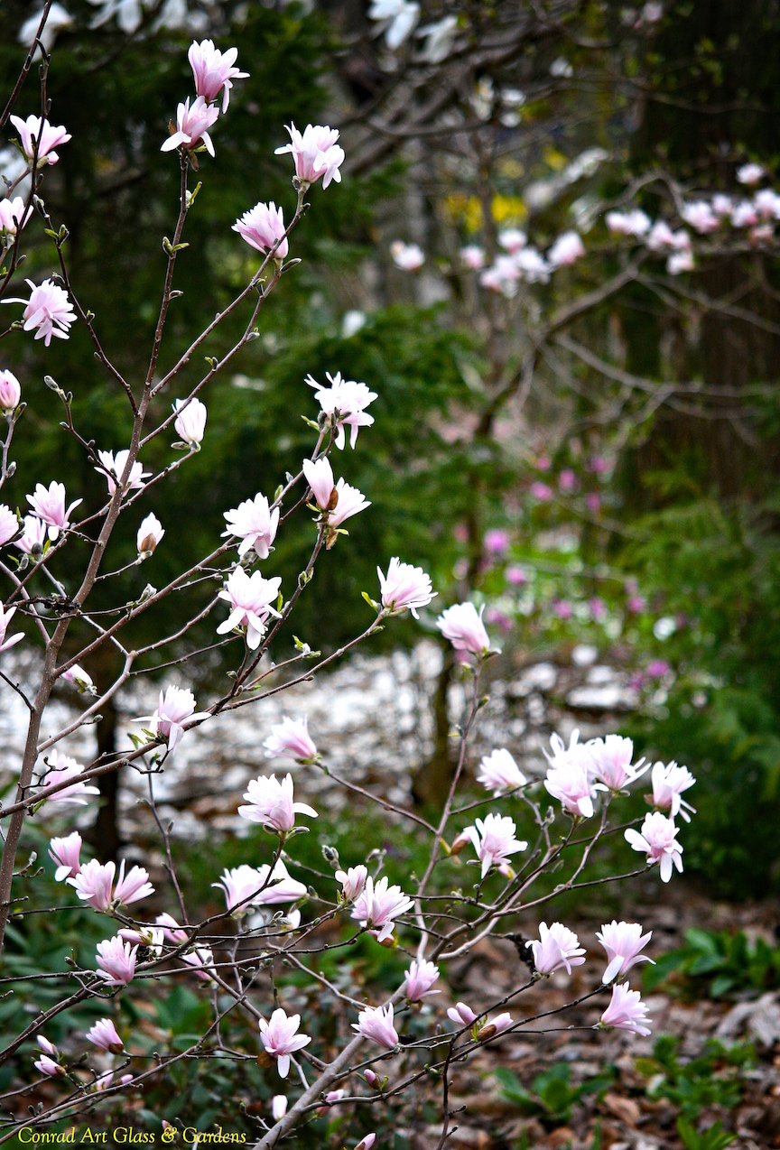 Conrad Art Glass & Gardens: The beginning of magnolia season....