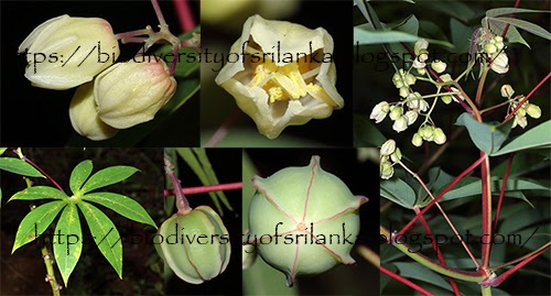 Biodiversity of Sri Lanka: මඤ්ඤොක්කා[Manyokka]/Manioc/Cassava (Manihot ...