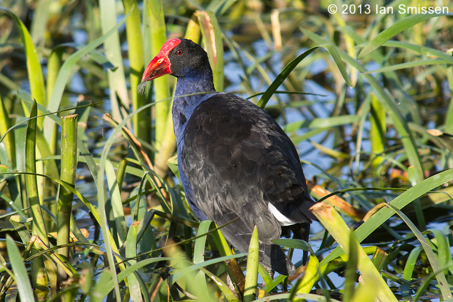 A passion for birds...: Jerringot Wetlands and Hospital Swamp
