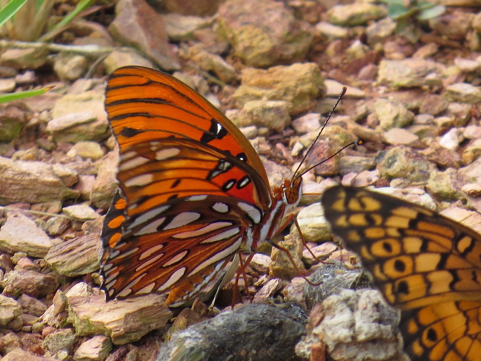 And what's a buterfly? At best, He's but a ceterpillar, drest. ~John ...
