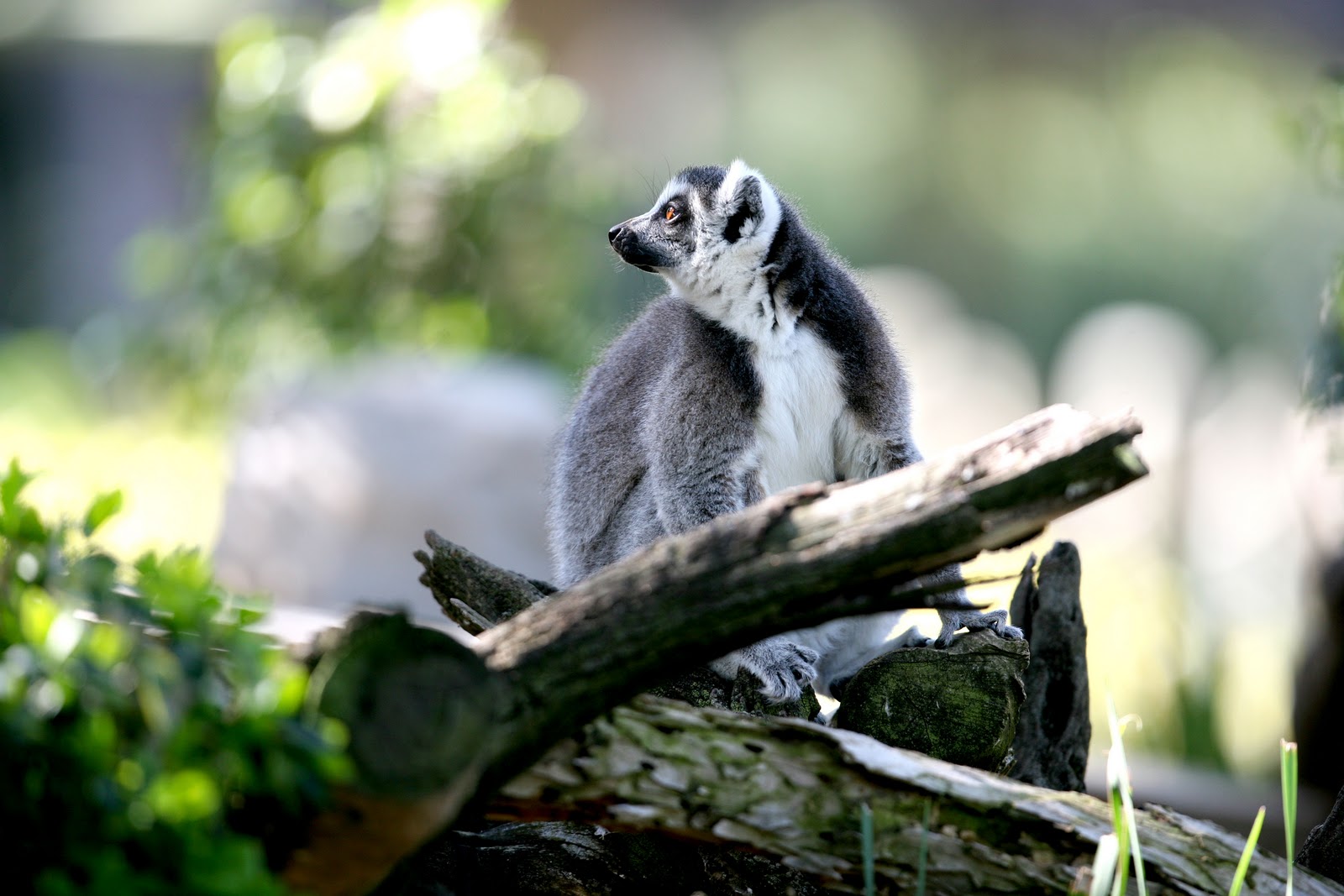 Lemurs | The Life of Animals