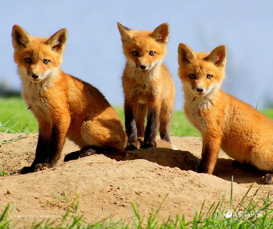 Top 10 Fox Images, Pictures, Photos, for whatsapp-bestwishpics - Good ...