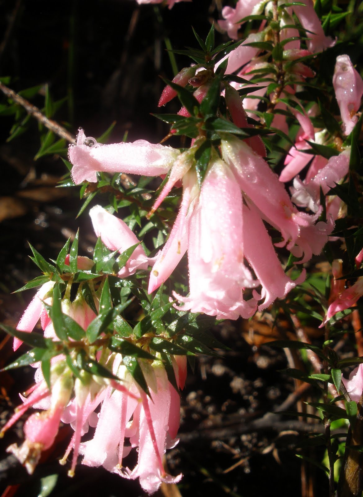 jumping aground: Common Heath aka 'pretty pink flowers'