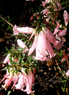 jumping aground: Common Heath aka 'pretty pink flowers'